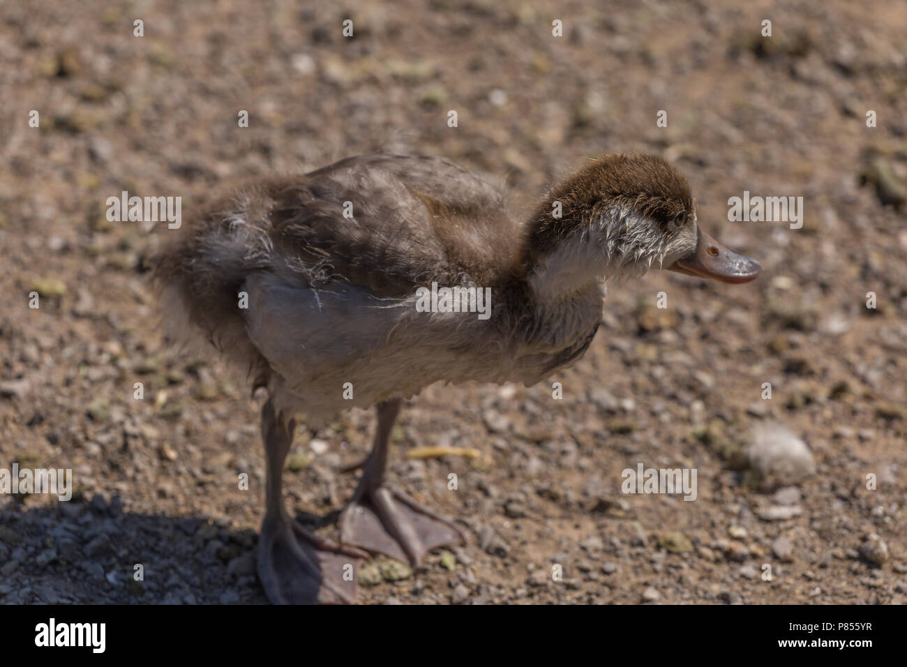 Common Shelduck Ducklings at Slimbridge Stock Photo - Alamy