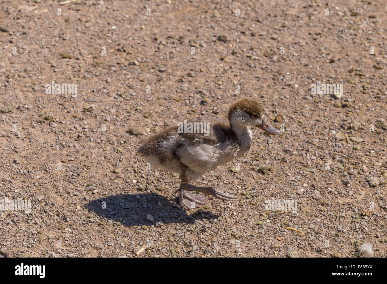 Common Shelduck Ducklings at Slimbridge Stock Photo - Alamy
