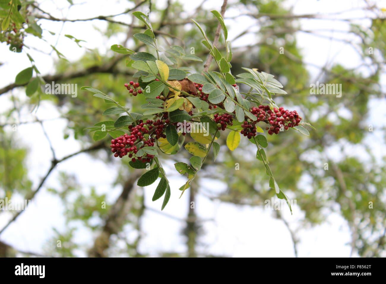 Pink pepper tree hi-res stock photography and images - Alamy