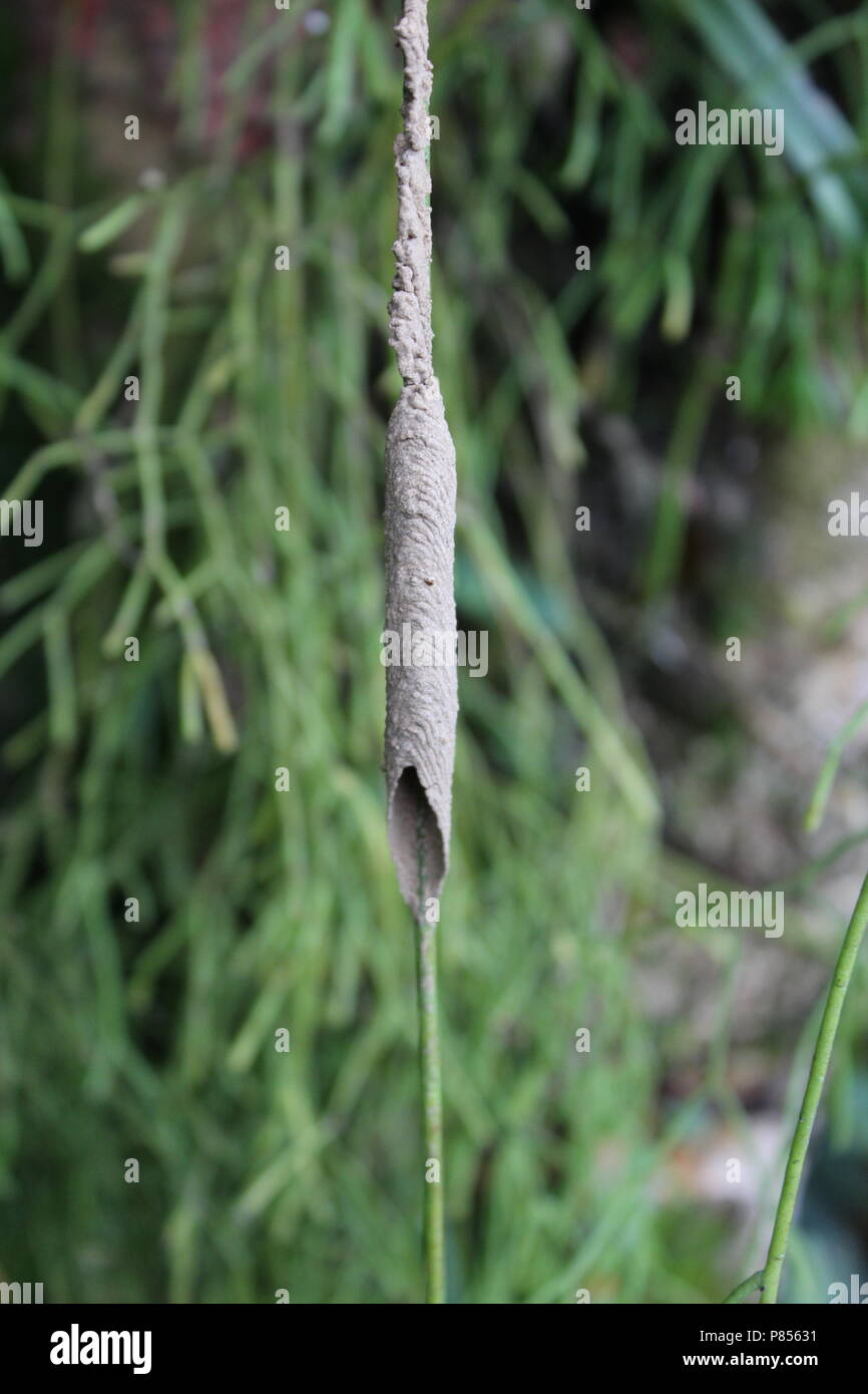 Insect cocoon hi-res stock photography and images - Alamy