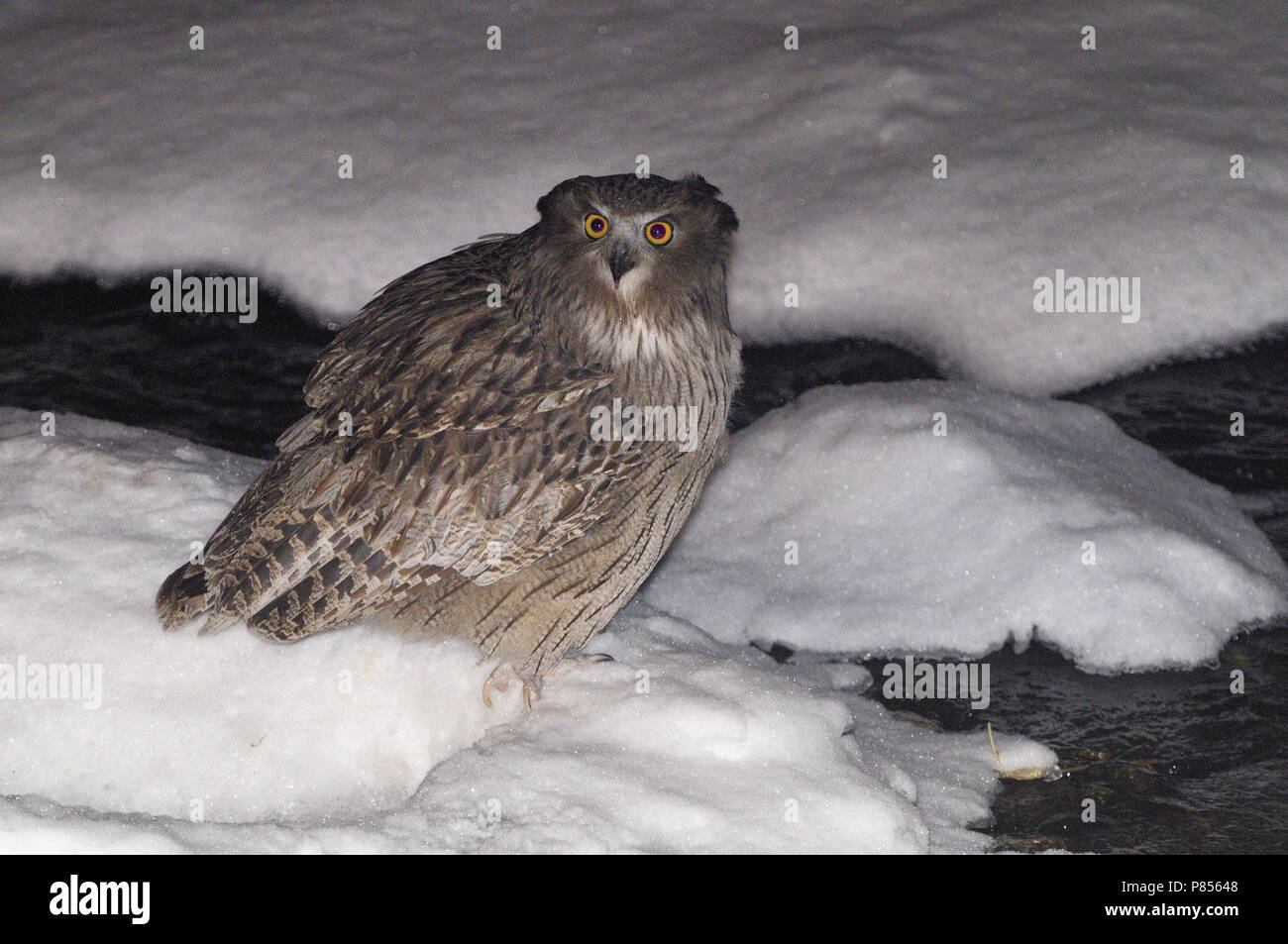Blakiston's Fish Owl Stock Photo - Alamy