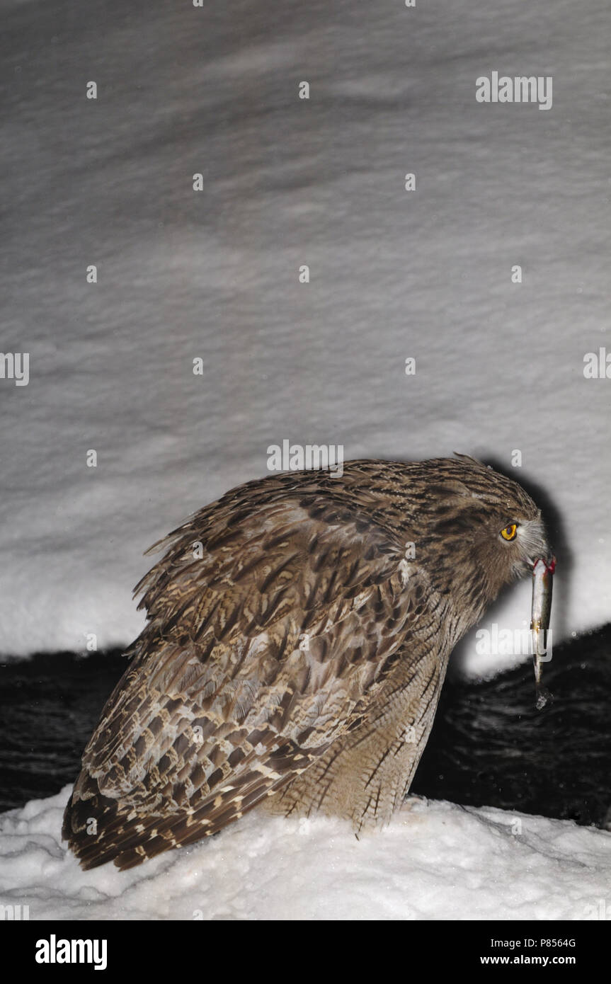 Blakistons fish owl hi-res stock photography and images - Alamy