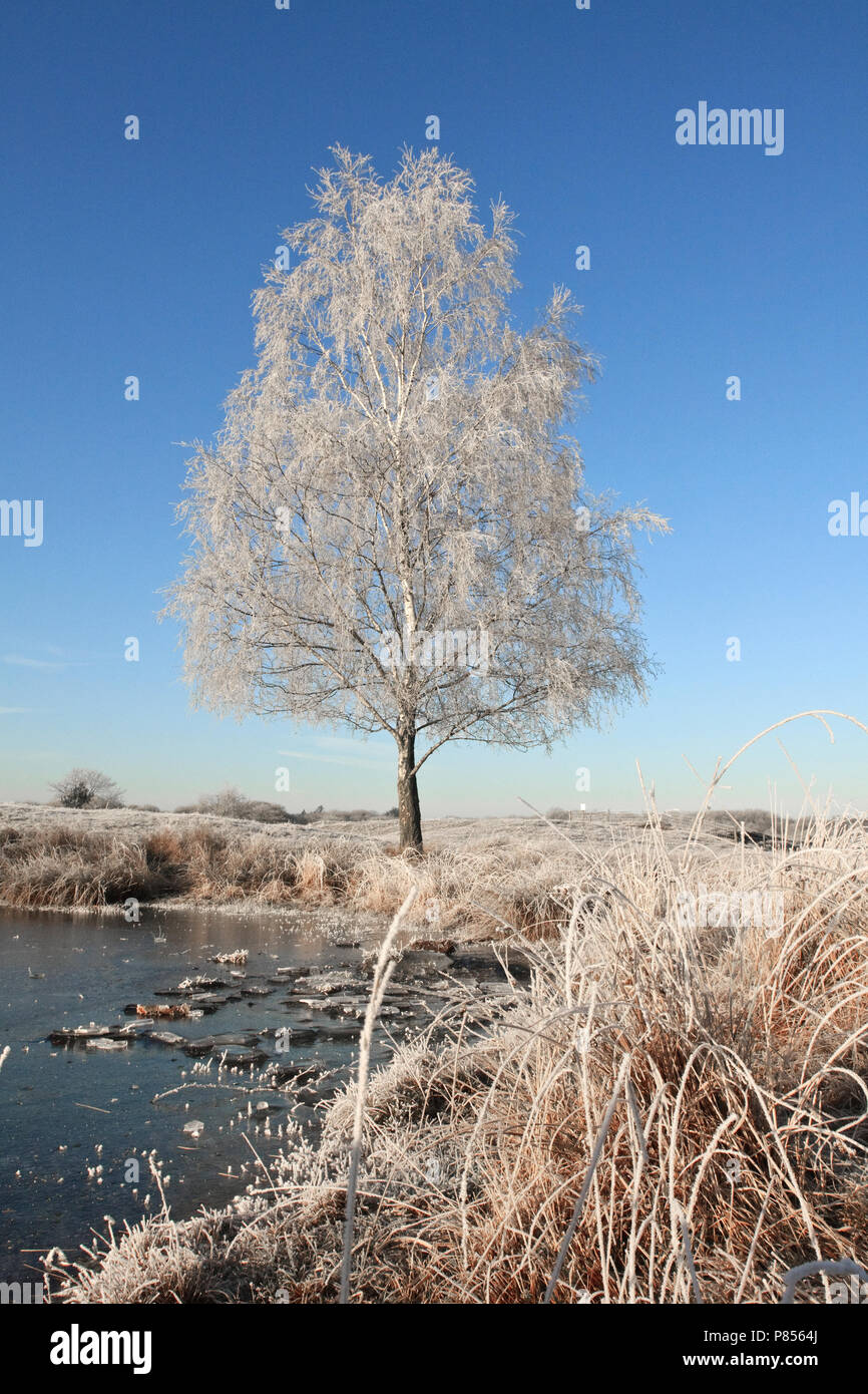 Berijpte boom hi-res stock photography and images - Alamy