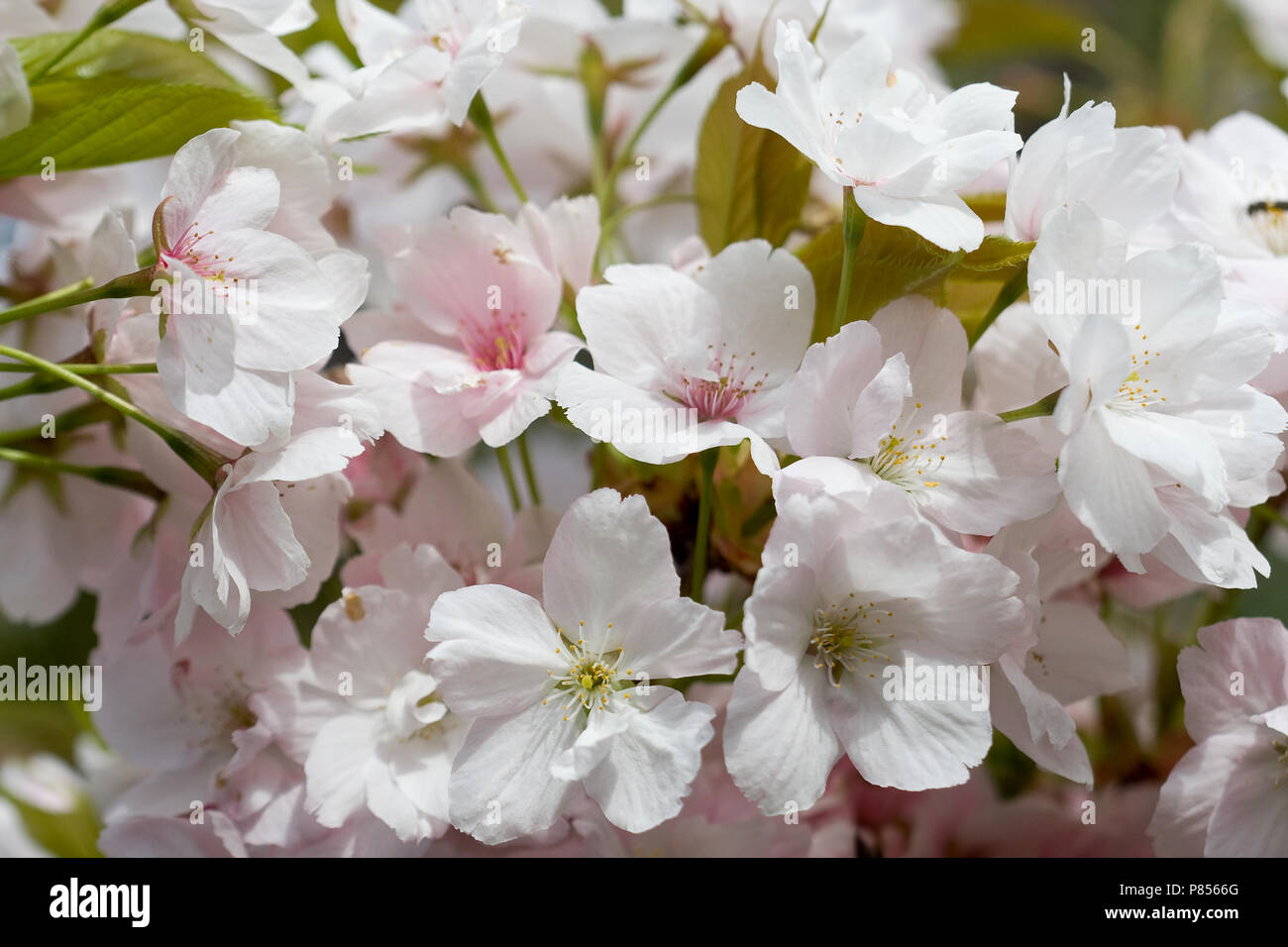 Bloesem hi-res stock photography and images - Alamy