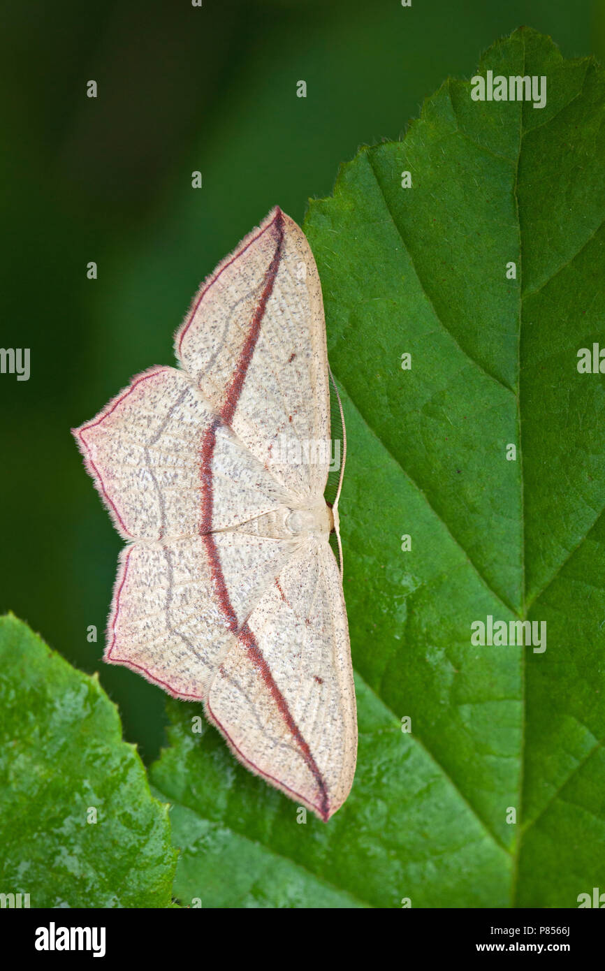 Blood vein moth hi-res stock photography and images - Alamy