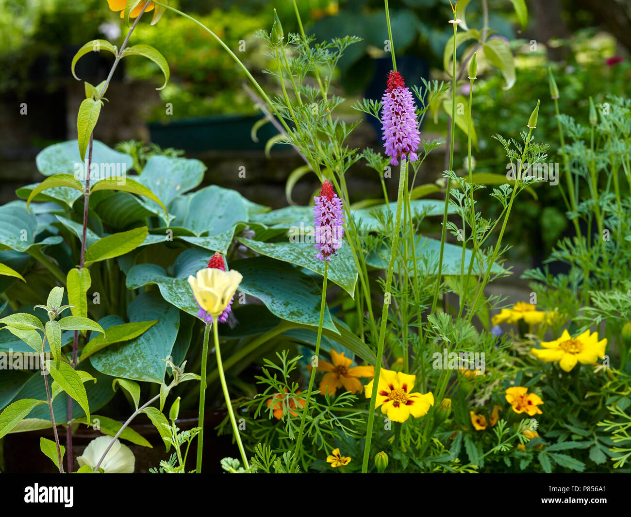 Primula Vialii in full flower amongst a colourful mixture of Hosta ...