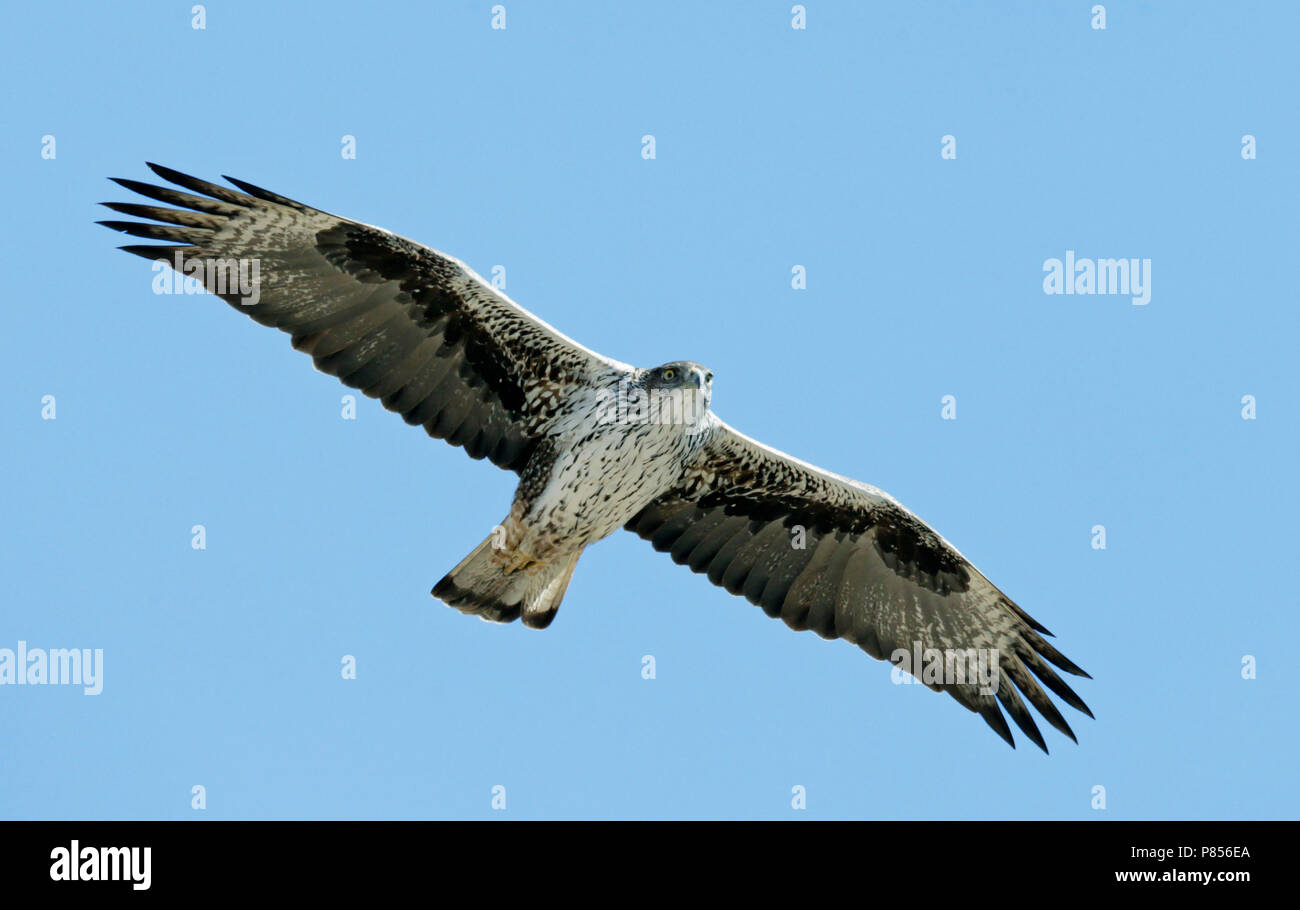 Bonelli’s Eagle (Aquila fasciata) adult male Stock Photo - Alamy