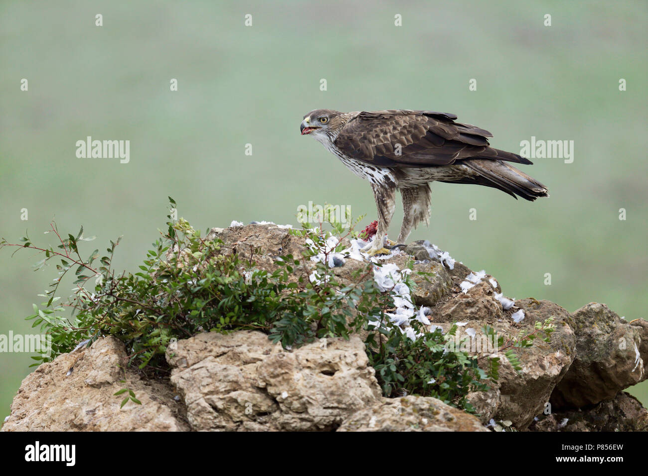 Bonelli’s Eagle (Aquila fasciata) adult male Stock Photo - Alamy