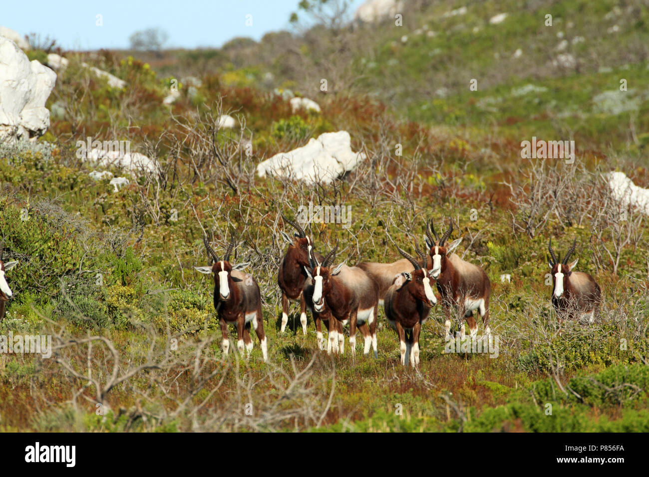 Bontebok not illustration hi-res stock photography and images - Alamy