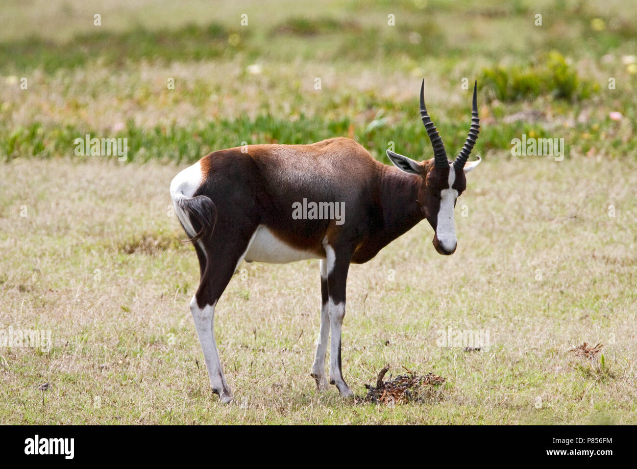 Antiloop hi-res stock photography and images - Alamy