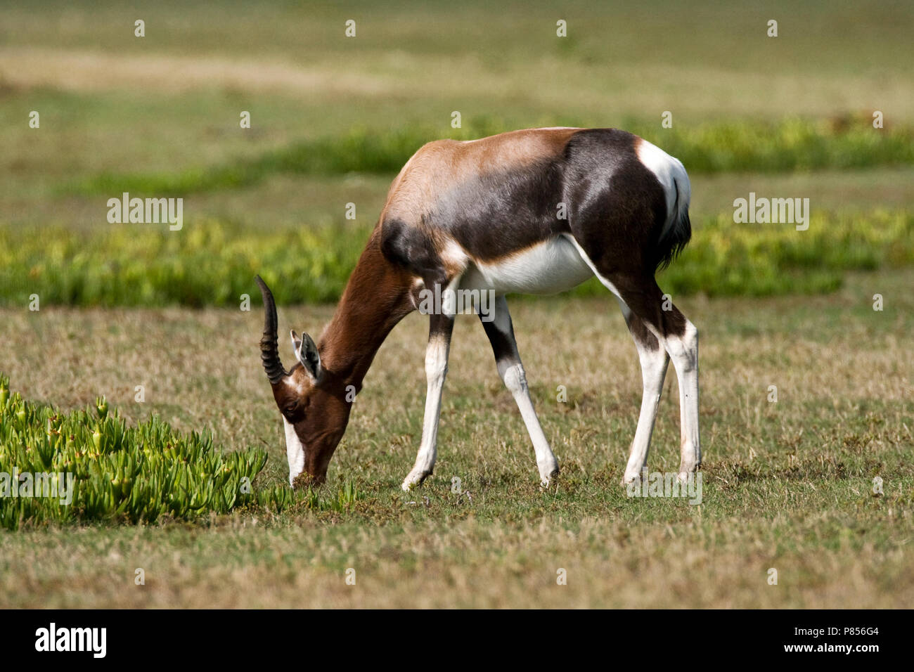 Bontebok feeding hi-res stock photography and images - Alamy