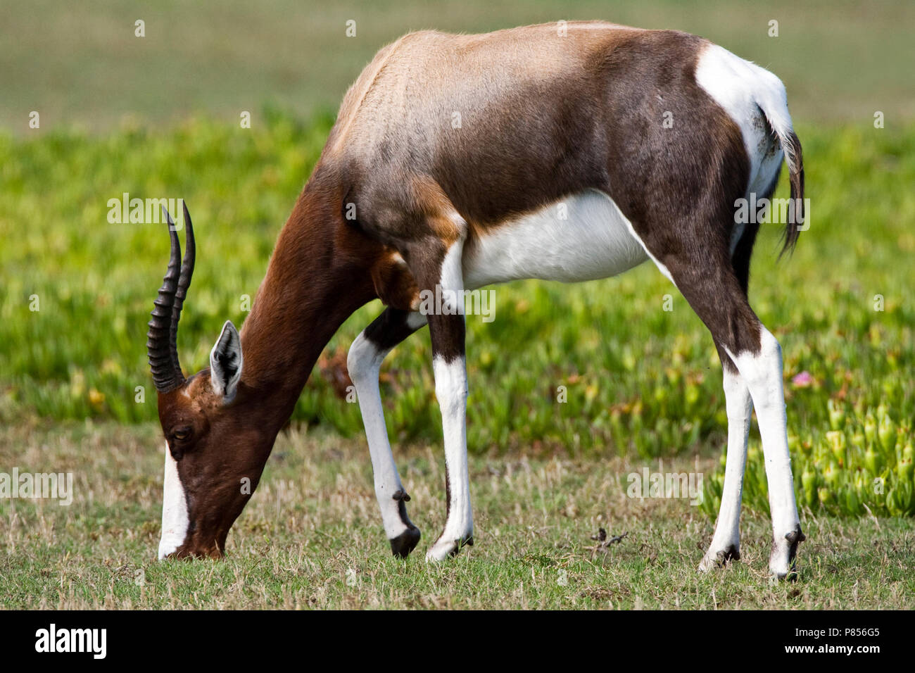 Bontebok feeding hi-res stock photography and images - Alamy