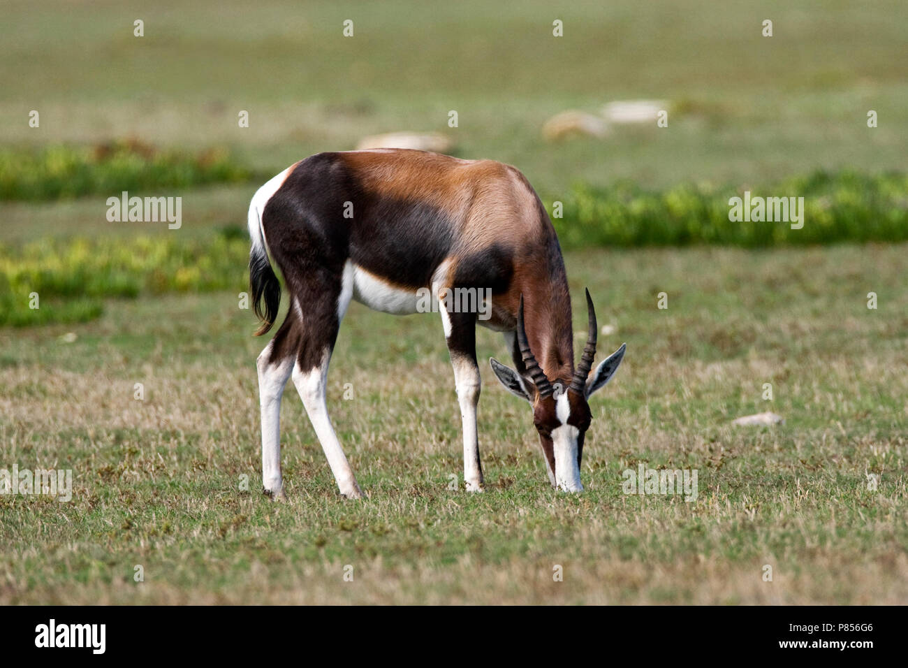 Bontebok feeding hi-res stock photography and images - Alamy