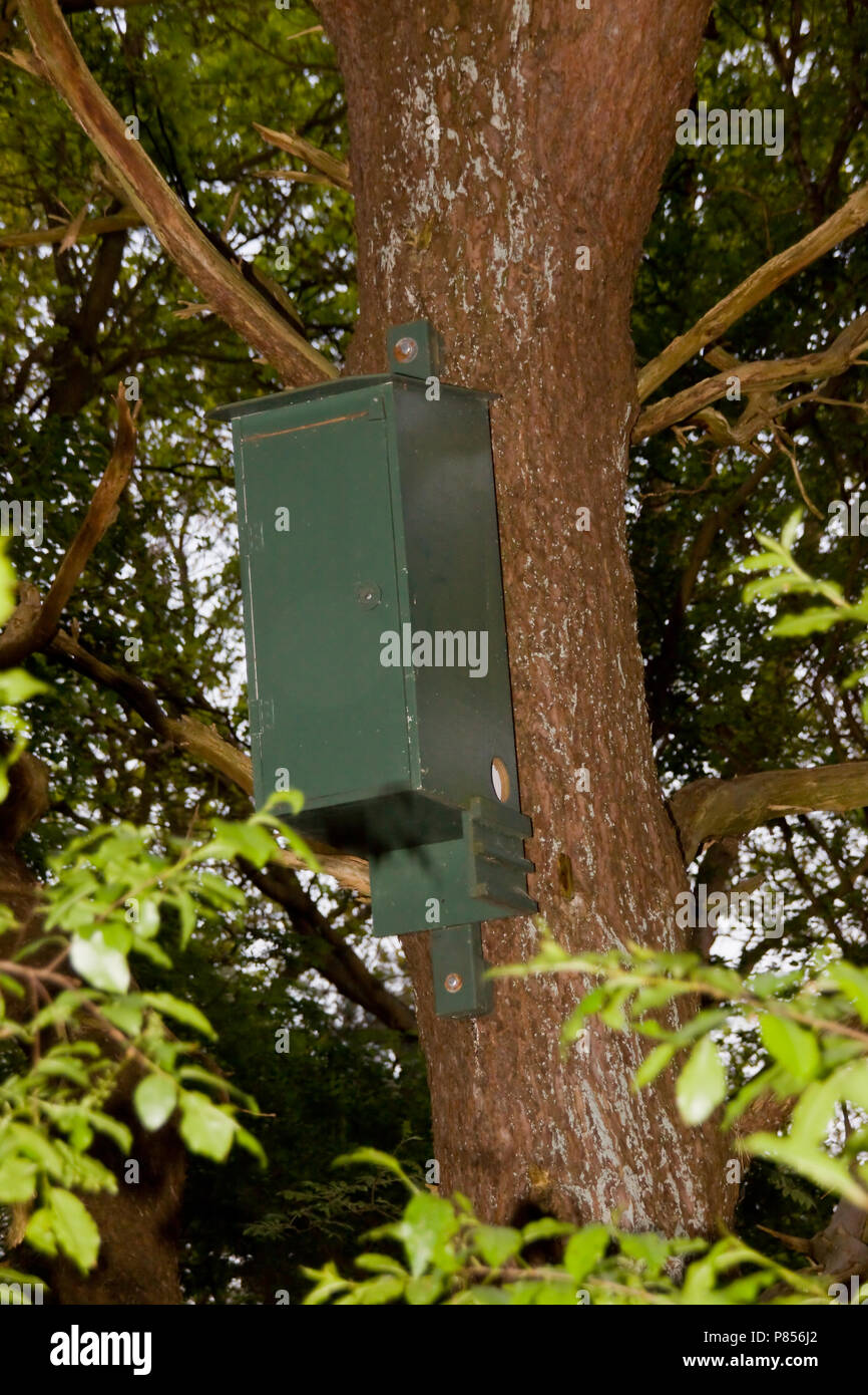 Boommarterkast; Pine Marten box Stock Photo - Alamy