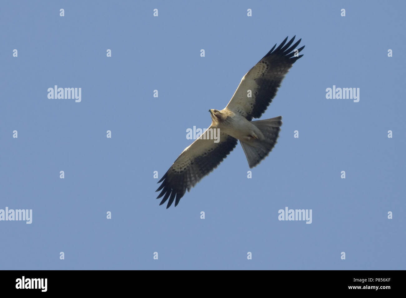 Booted Eagle light morph flying; lichte fase Dwergarend vliegend Stock ...