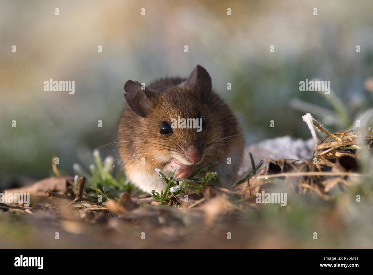 Wood mouse hi-res stock photography and images - Alamy