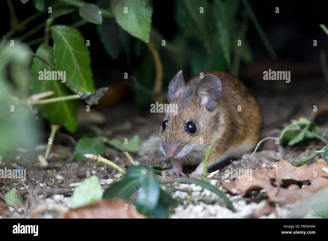 Wood Mouse Foraging High Resolution Stock Photography and Images - Alamy