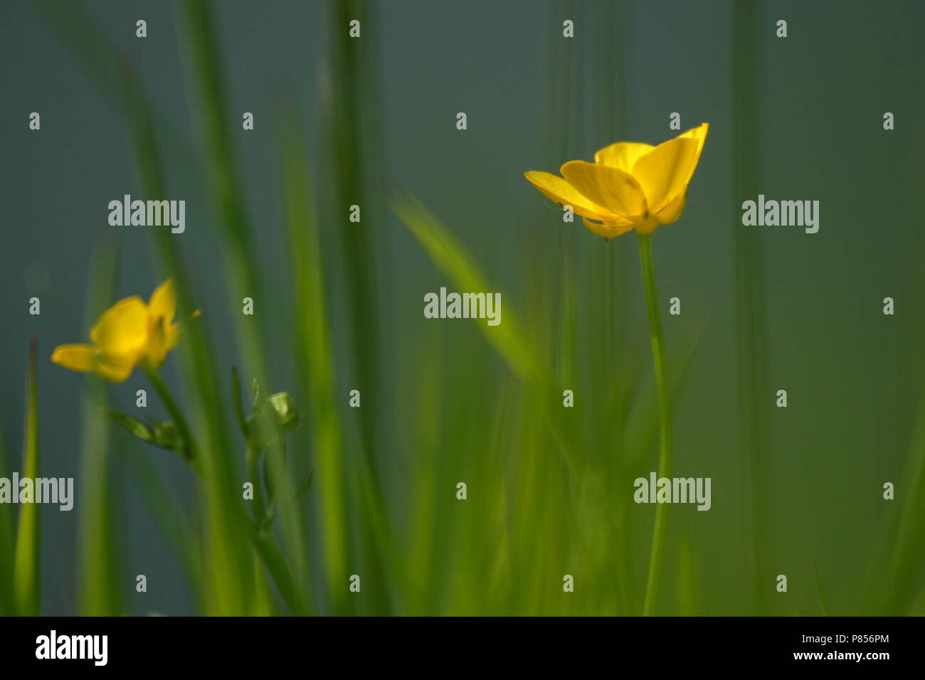 Boterbloem hi-res stock photography and images - Alamy
