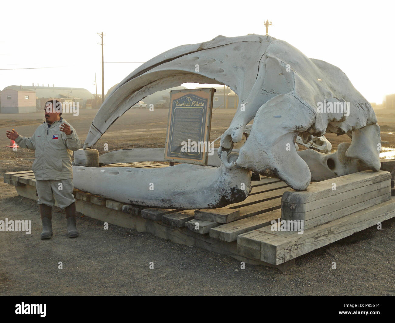 Bowhead whale hi-res stock photography and images - Alamy