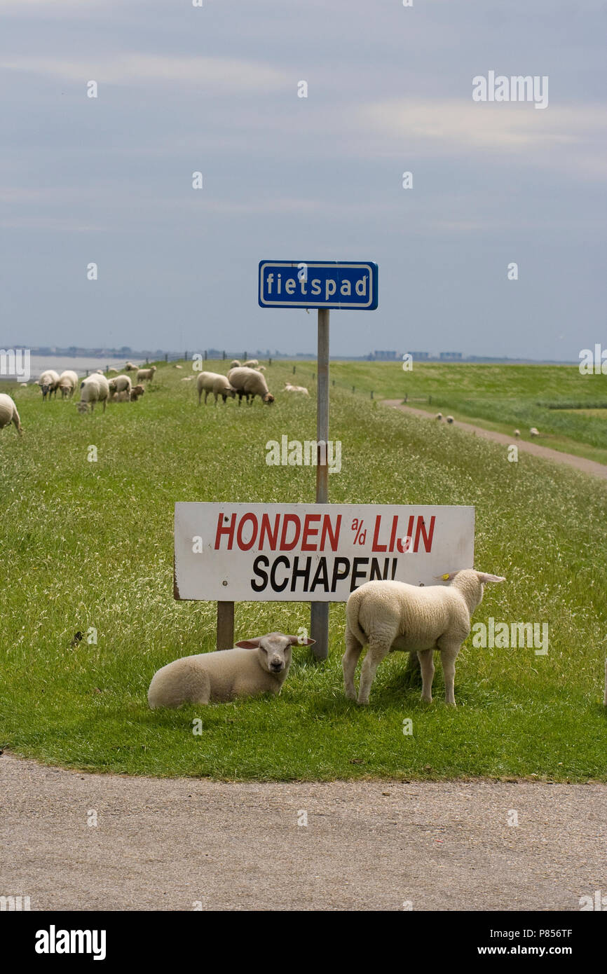 Schapen Schiermonnikoog, Sheep Schiermonnikoog Stock Photo - Alamy
