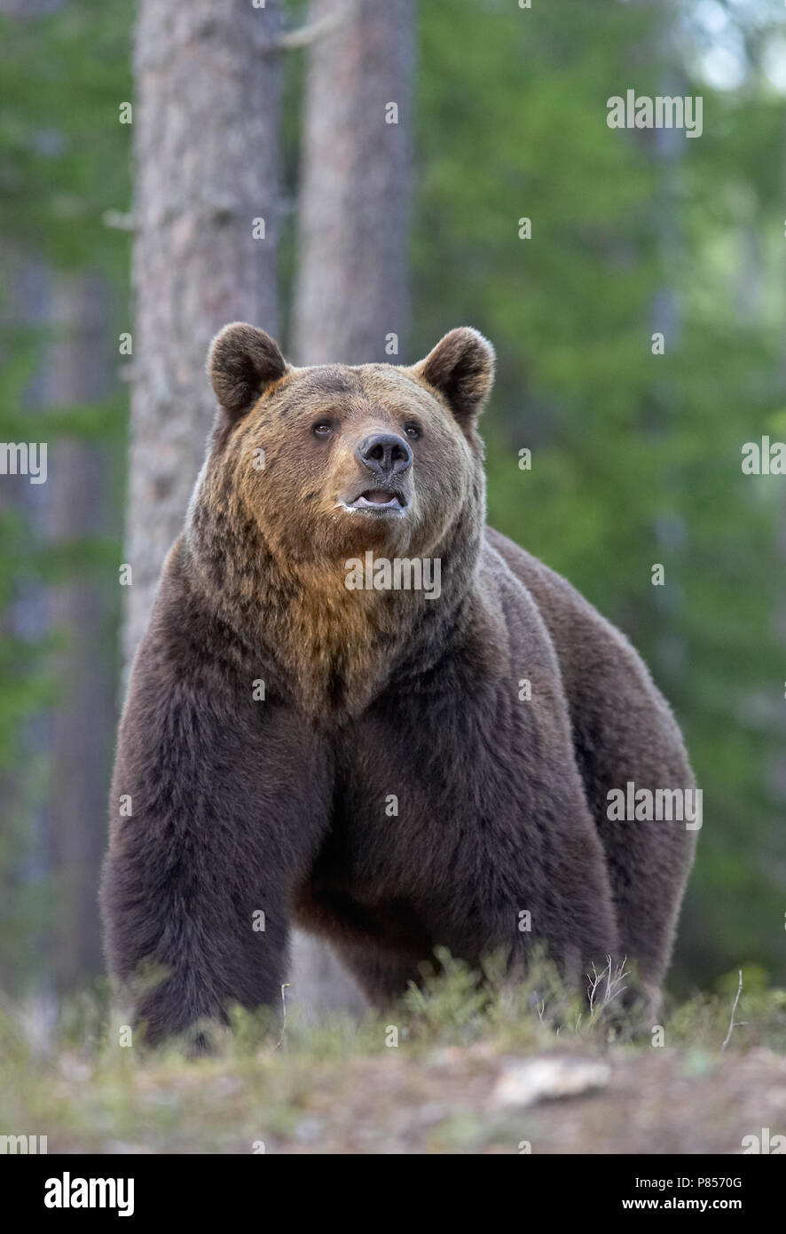 Bruine Beer in een Fins bos; Brown Bear in a Finnish forest Stock Photo ...