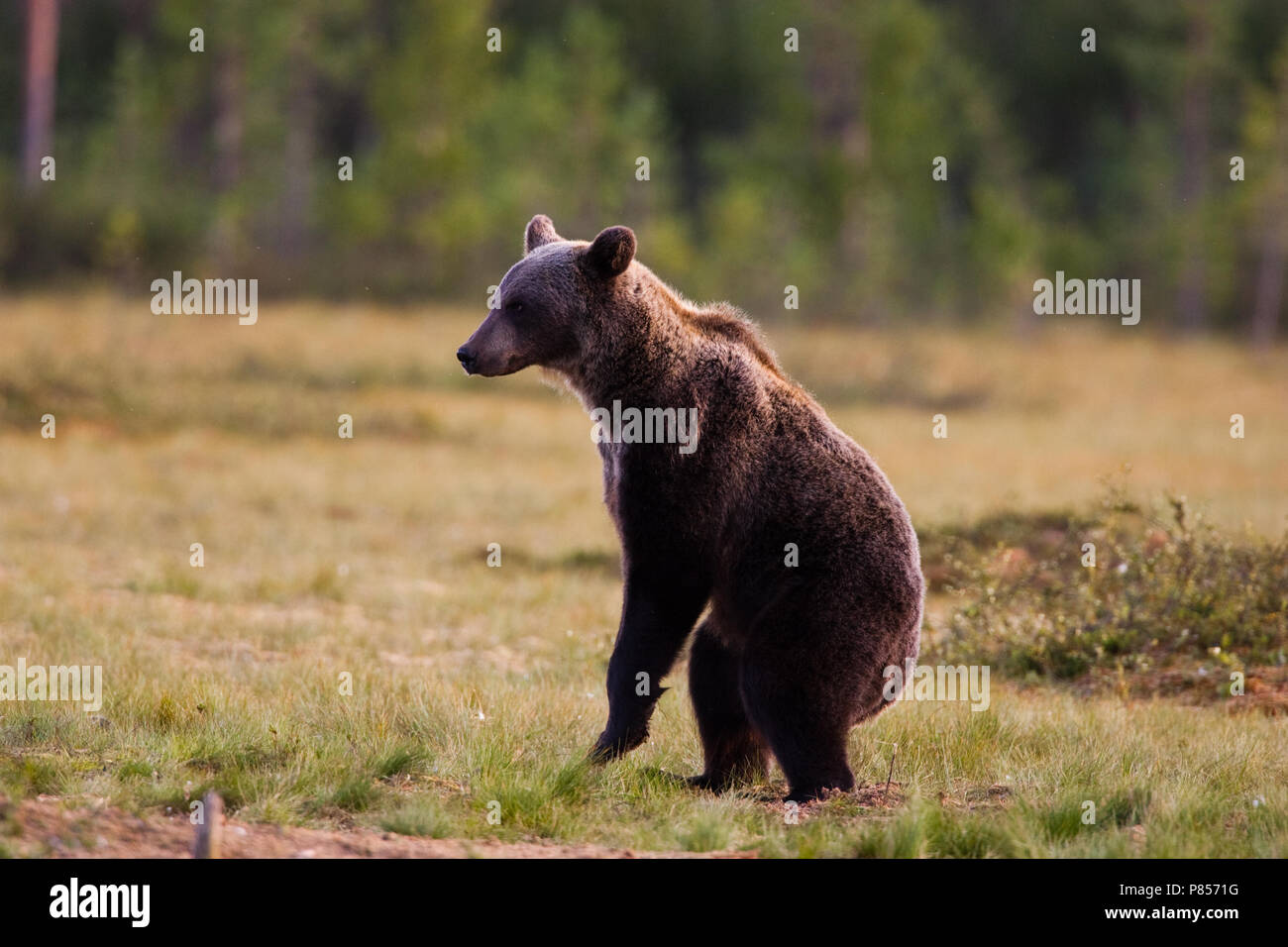 Bruine Beer in Fins bos, Brown Bear in Finnish forest Stock Photo - Alamy
