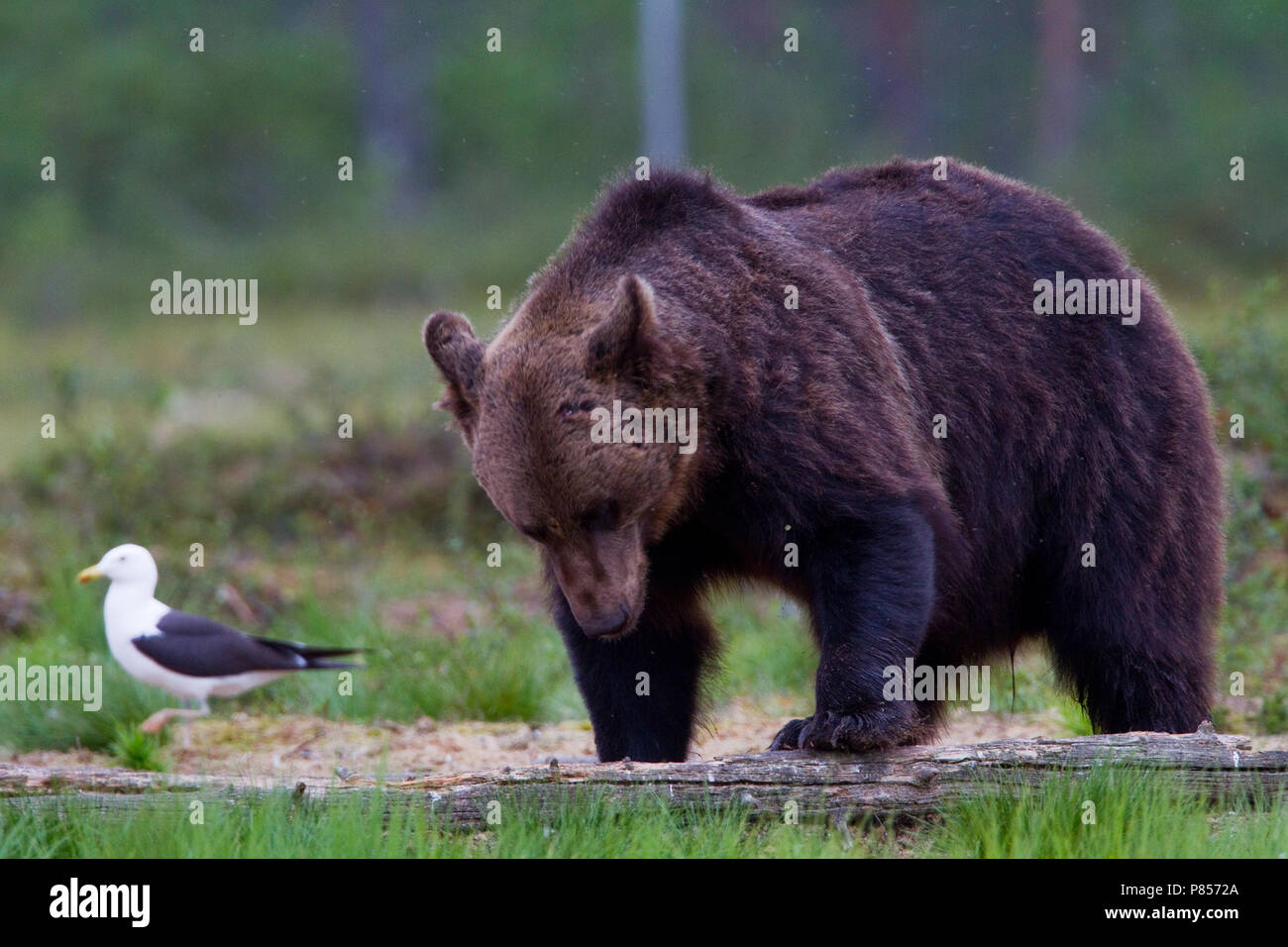 Bruine Beer in Fins bos, Brown Bear in Finnish forest Stock Photo - Alamy