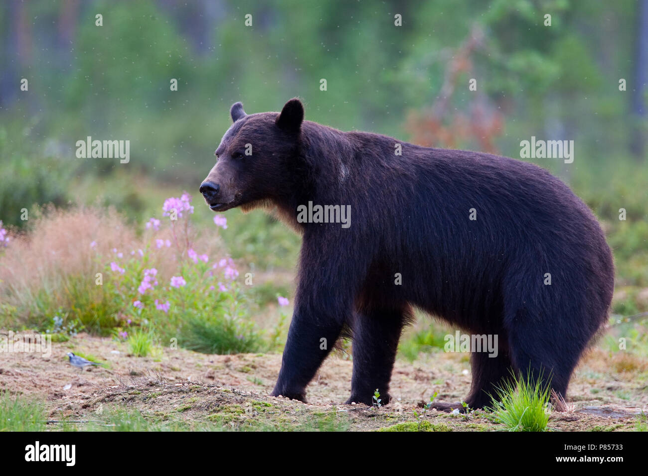 Bruine Beer in Fins bos, Brown Bear in Finnish forest Stock Photo - Alamy