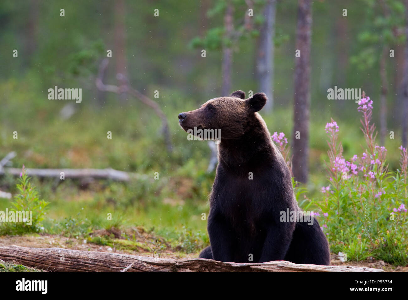 Bruine Beer in Fins bos, Brown Bear in Finnish forest Stock Photo - Alamy