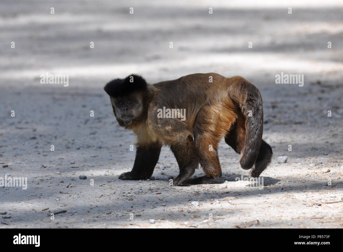 Brown Capuchin Monkey Stock Photo - Alamy