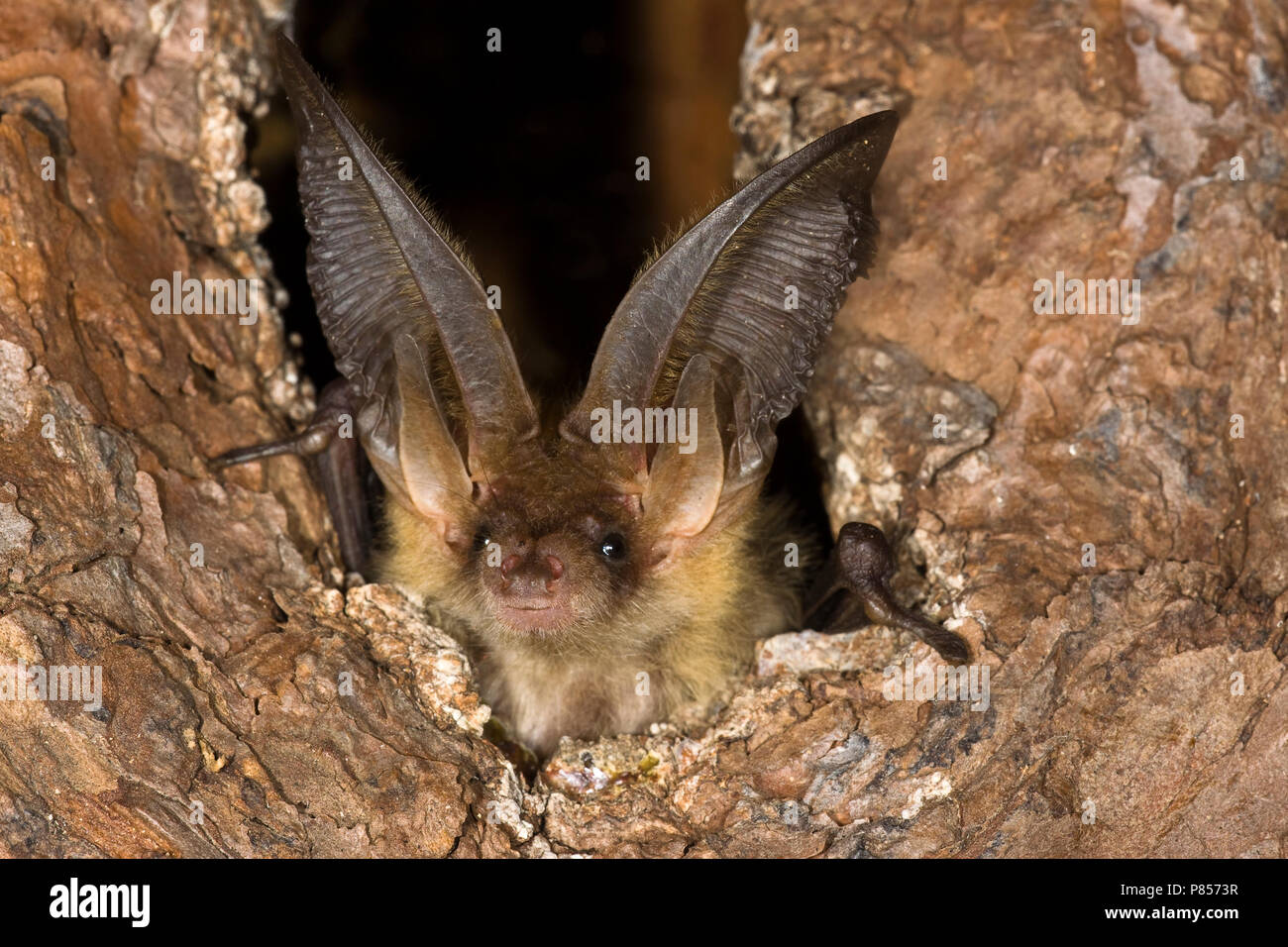 Brown bat hi-res stock photography and images - Alamy