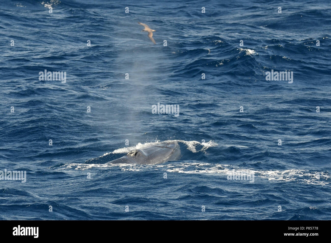 Brydes whale hi-res stock photography and images - Alamy