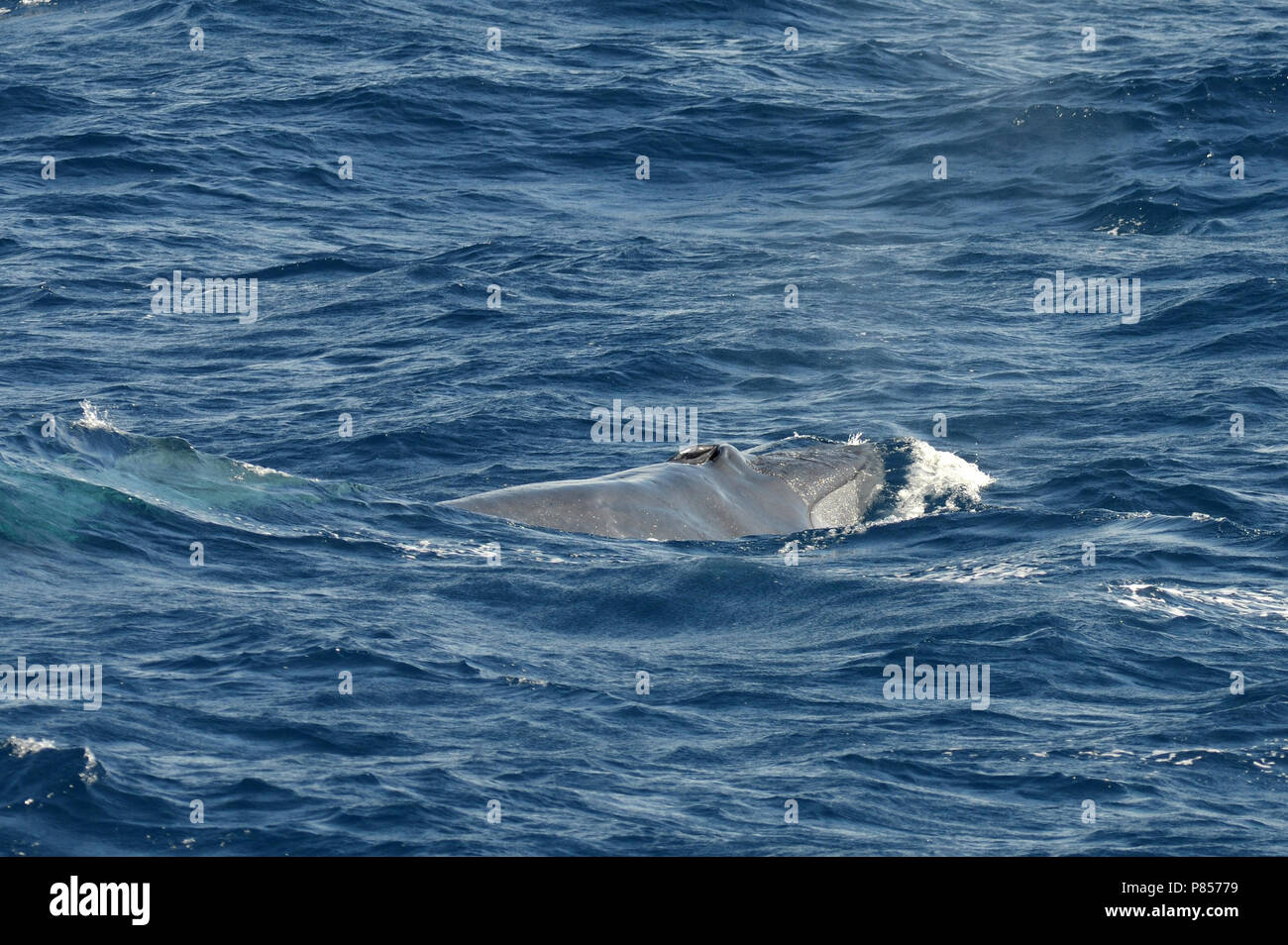 Brydes whale hi-res stock photography and images - Alamy