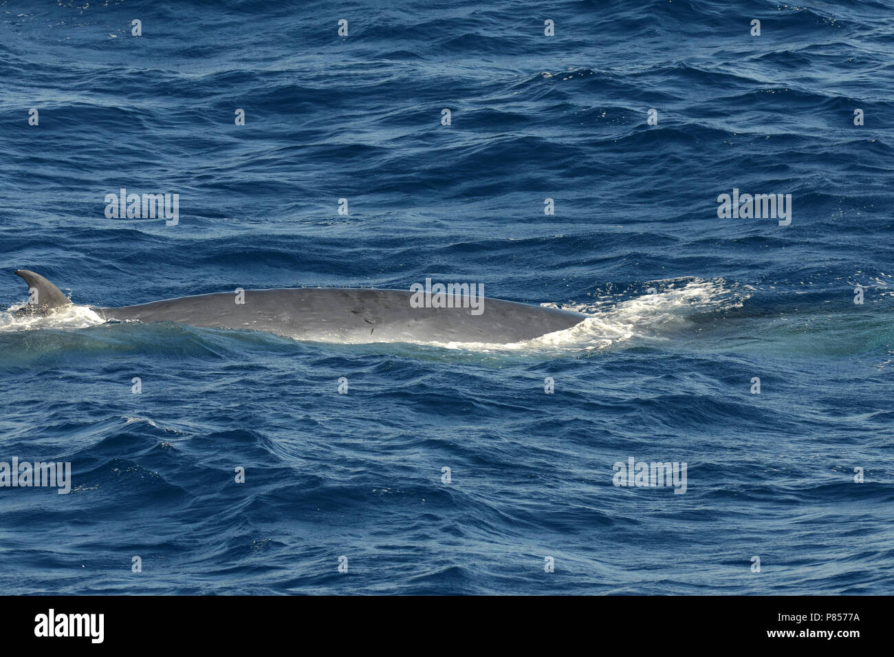 Brydes whale hi-res stock photography and images - Alamy