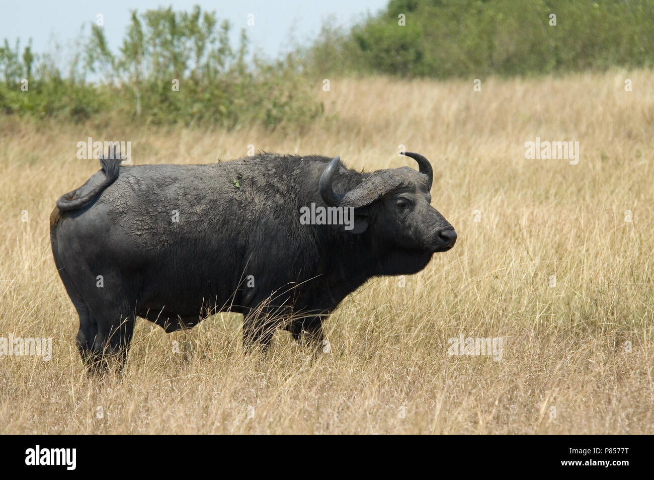Afrikaanse Buffel High Resolution Stock Photography and Images - Alamy