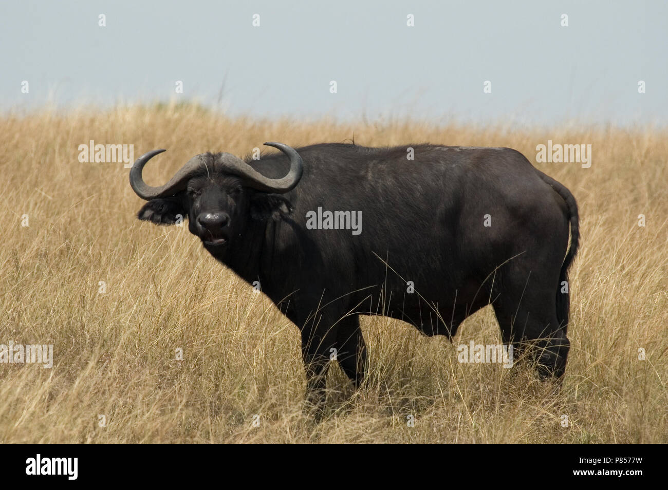 Cape Buffalo; Afrikaanse buffel Stock Photo - Alamy