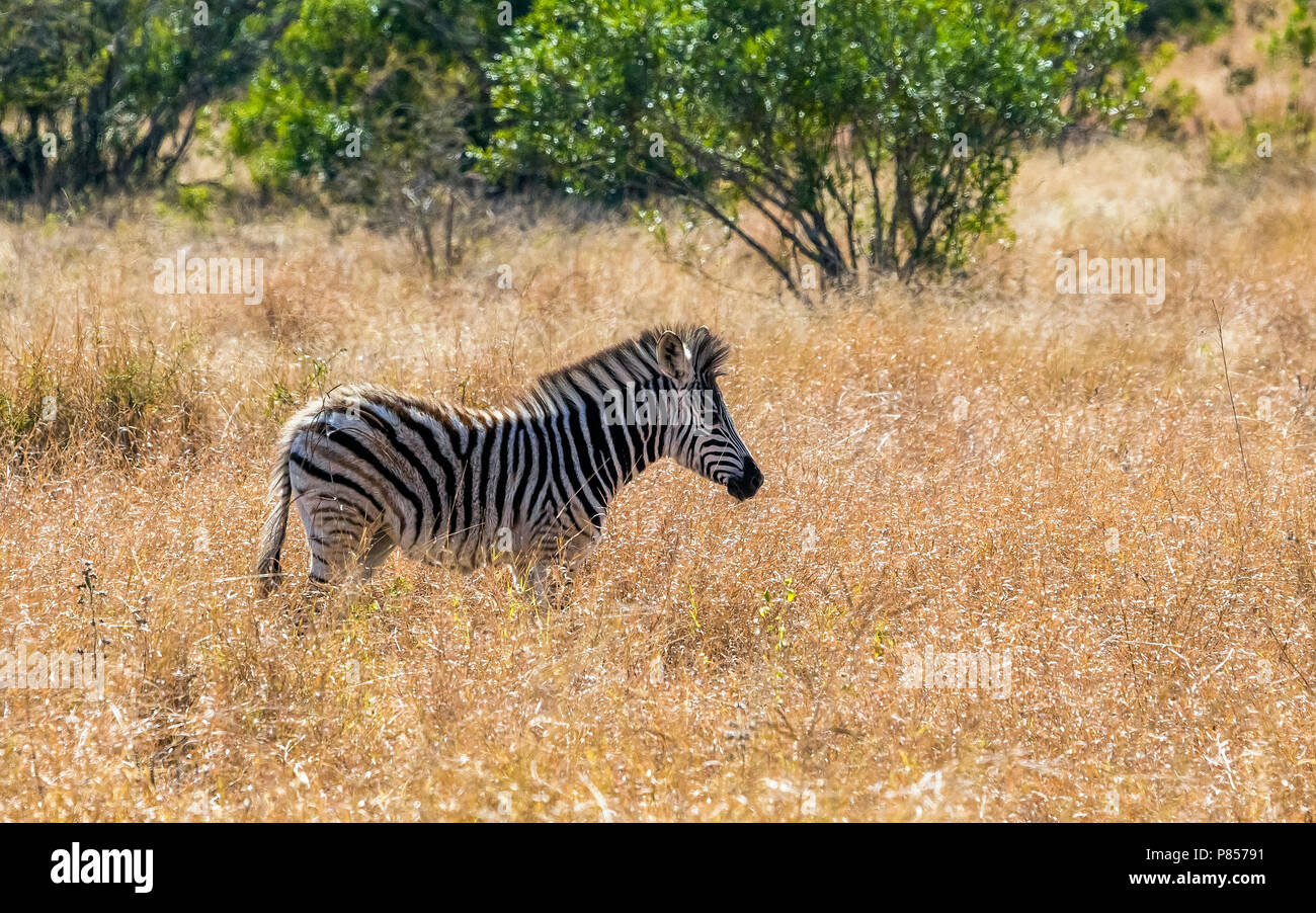 Burchellzebra hi-res stock photography and images - Alamy