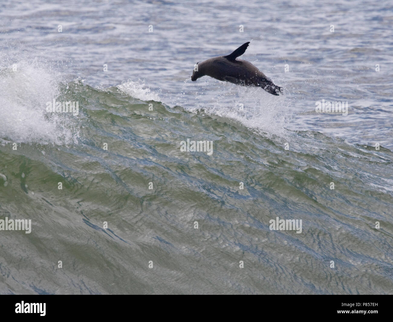 Seal jumping hi-res stock photography and images - Alamy