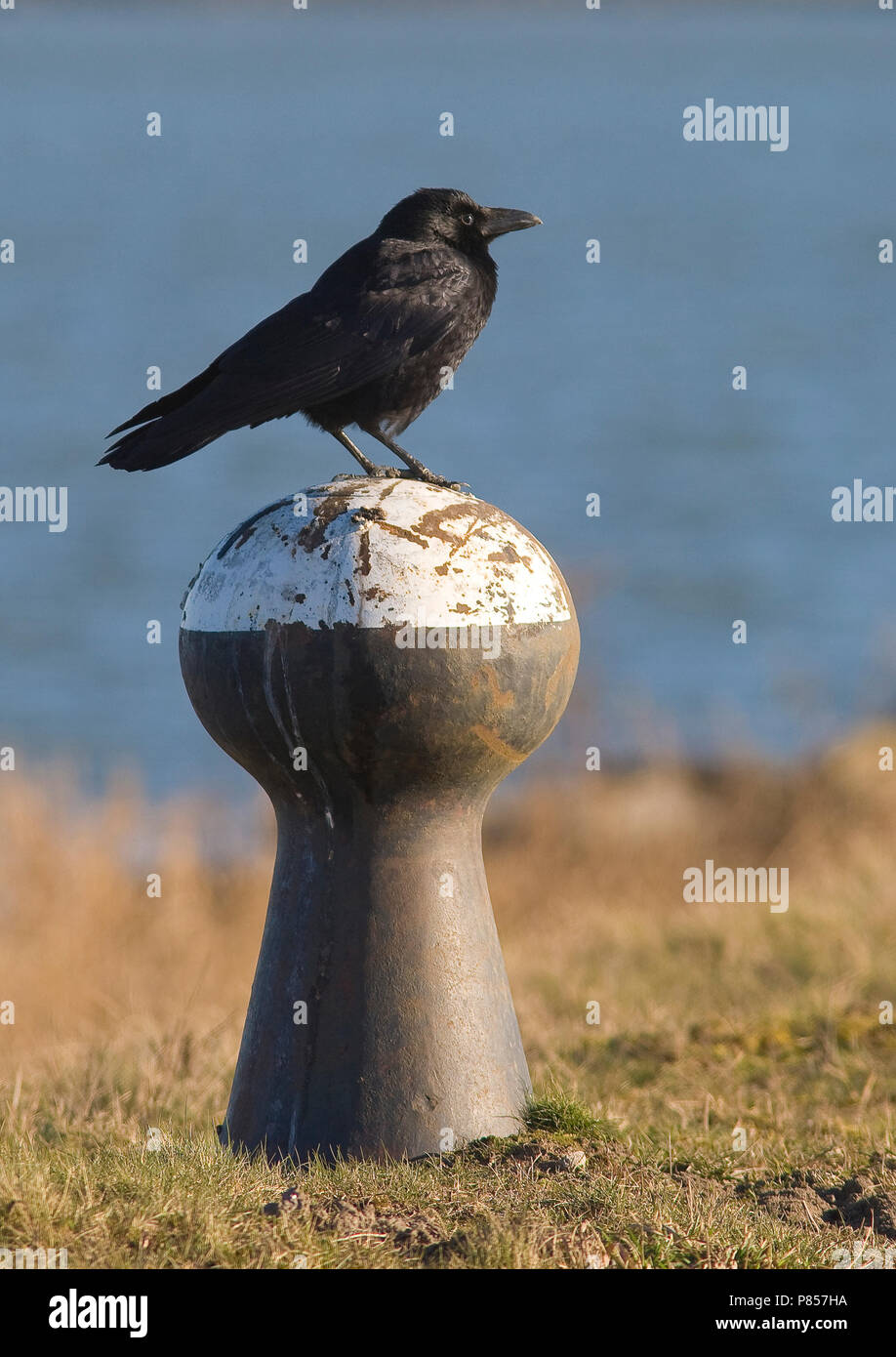 Crow europe hi-res stock photography and images - Alamy