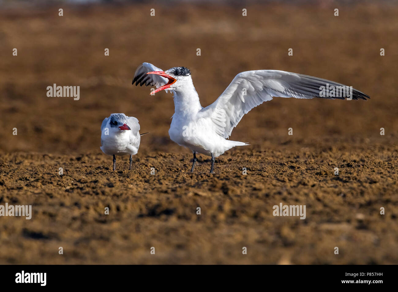 Coastal display hi-res stock photography and images - Alamy