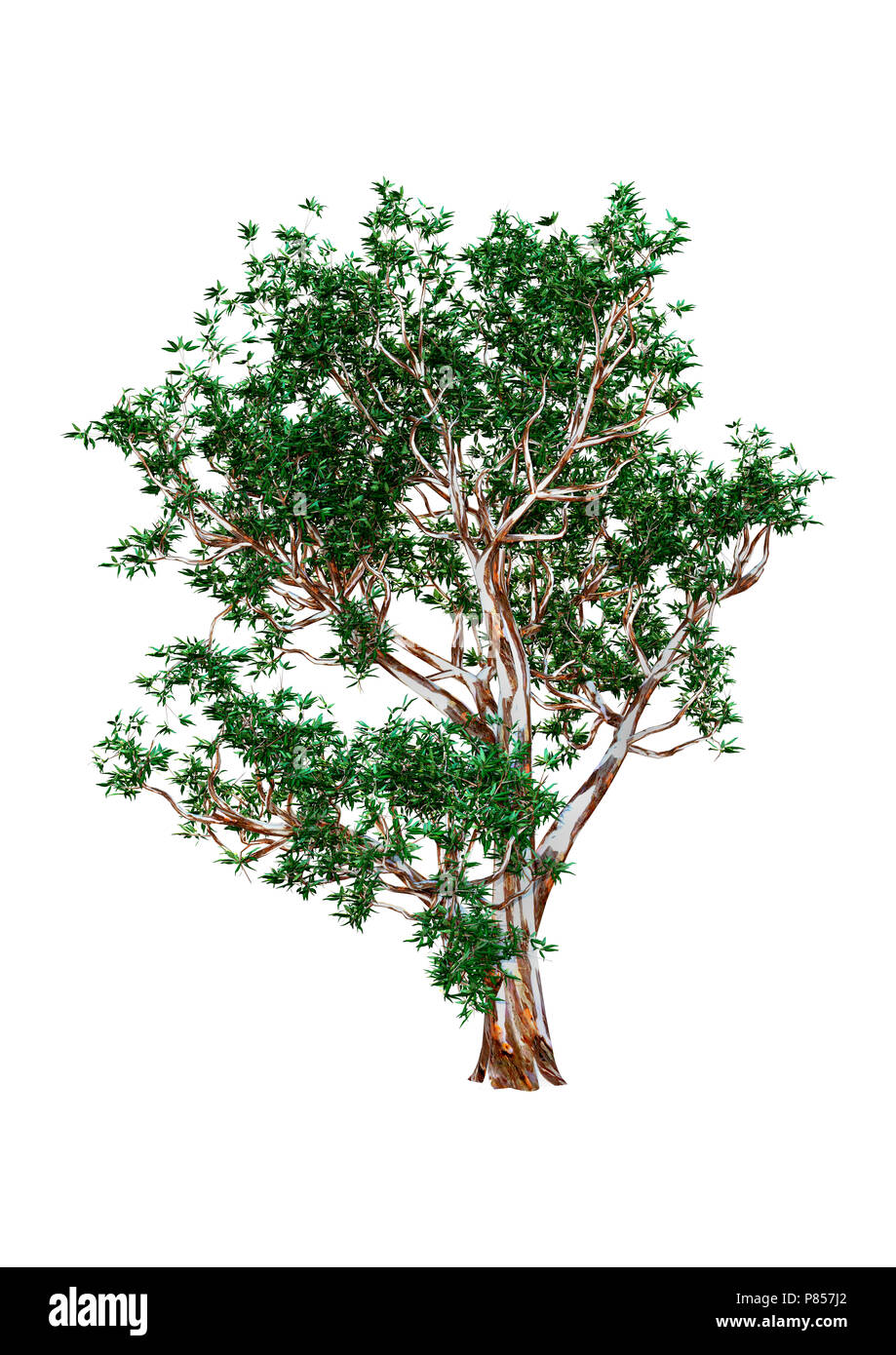 3D rendering of a red gum tree isolated on white background Stock Photo ...