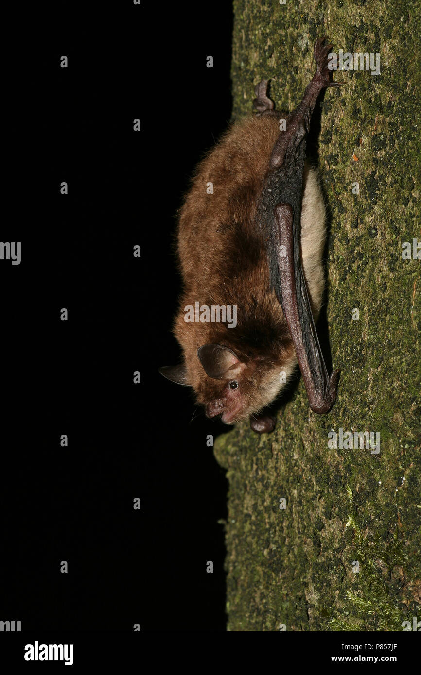 Watervleermuis tegen een boom; Daubenton's Bat aganst a tree Stock ...