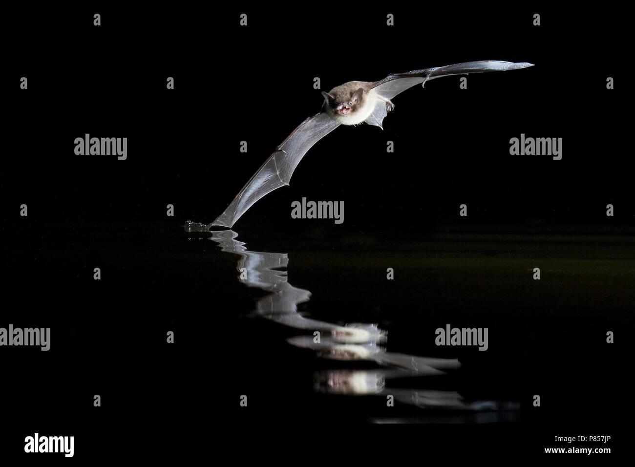 Watervleermuis op jacht; Daubenton's Bat hunting Stock Photo - Alamy