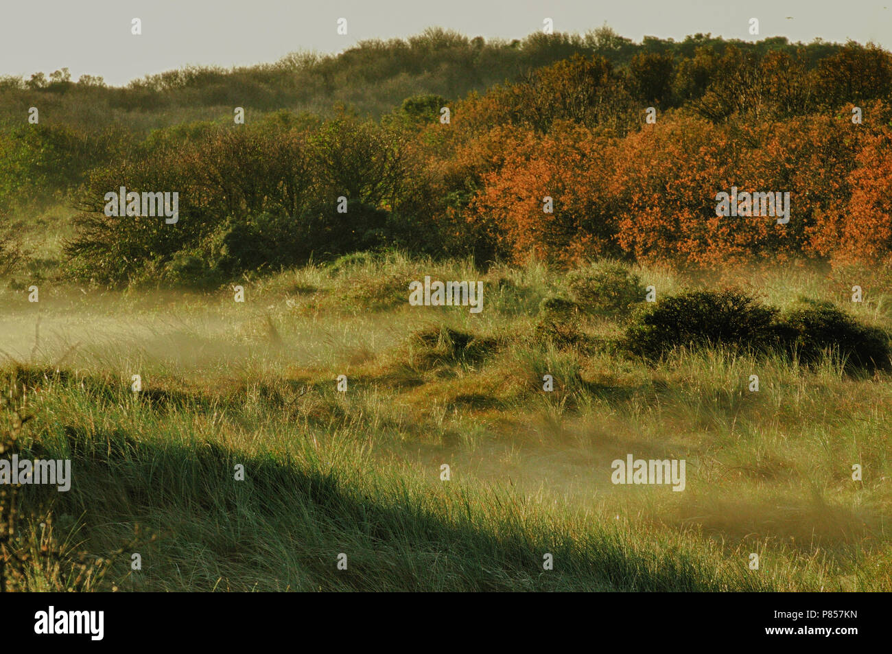 Typical Dutch landscape Stock Photo - Alamy