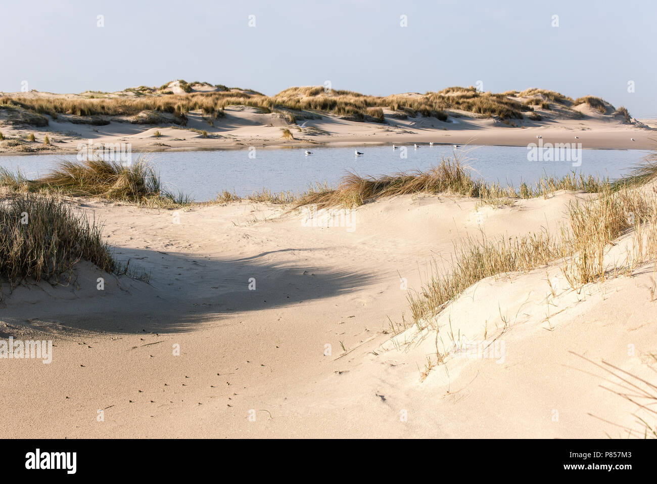 Duinen Texel, Dunes Texel Stock Photo - Alamy