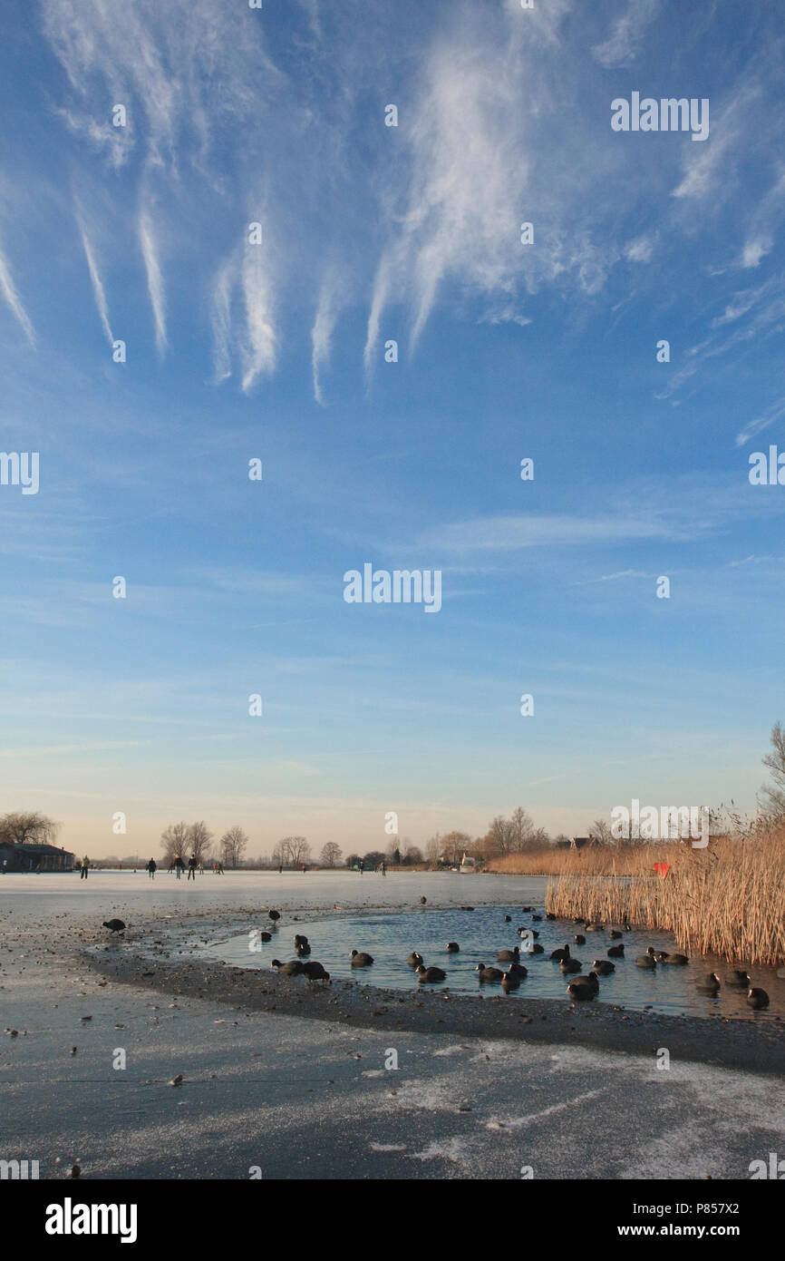 Rivier de Vecht met wak met meerkoeten Nederland, River de Vecht with ...
