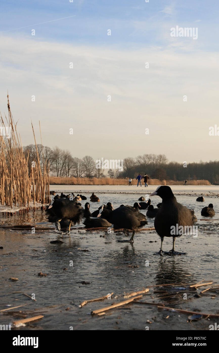 Rivier de Vecht met wak met meerkoeten Nederland, River de Vecht with ...