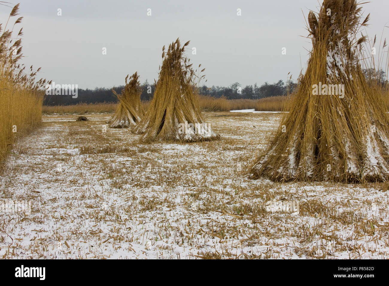 Reed harvesting hi-res stock photography and images - Alamy