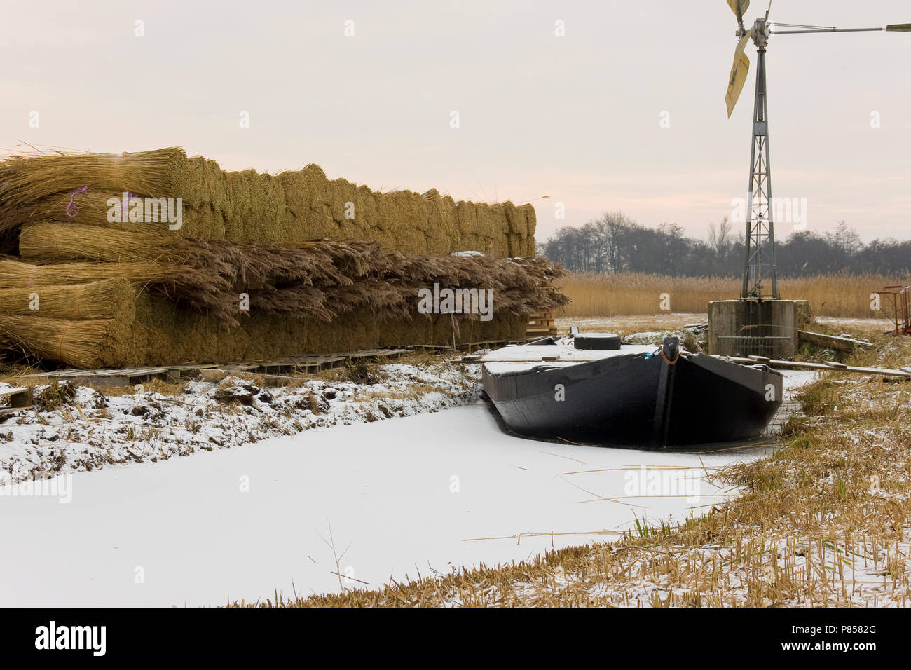 Riet oogsten De Wieden; Harvesting reed in De Wieden Stock Photo - Alamy