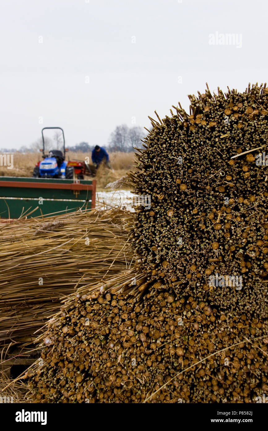 Riet oogsten De Wieden; Harvesting reed in De Wieden Stock Photo - Alamy